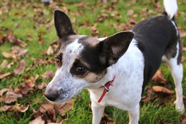 The Ultimate Rat Terrier Quiz | 10 Questions | Dogsquiz