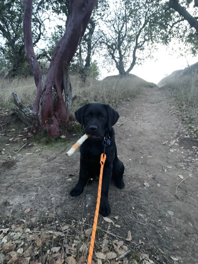 How to Hike With Puppies And Set Safe Distance Limits by Age: Expert ...