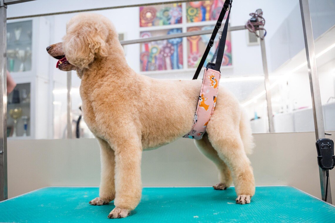How to Introduce Dogs to a Grooming Table Without Stress: Easy Steps - Dogs Quiz