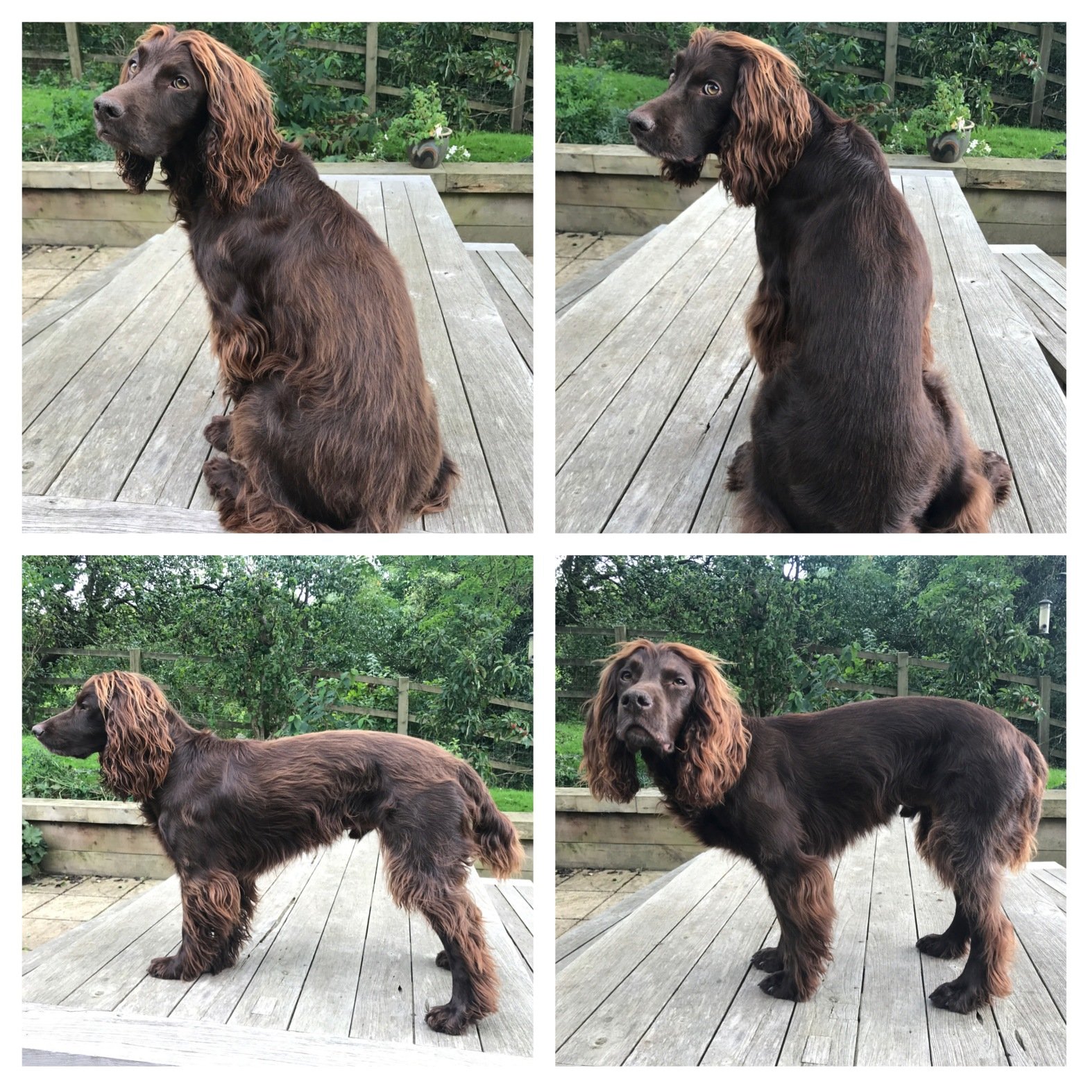 How to Safely Trim Long Ear Hair at Home for Spaniel Type Dogs: Expert ...