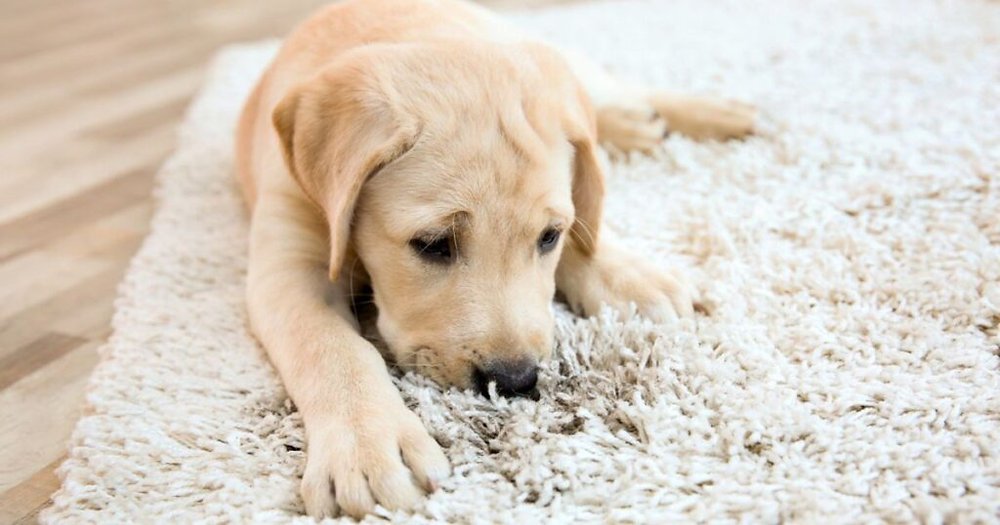 How to Set Up a Dog Safe Cleaning Routine Using Pet Friendly Products ...