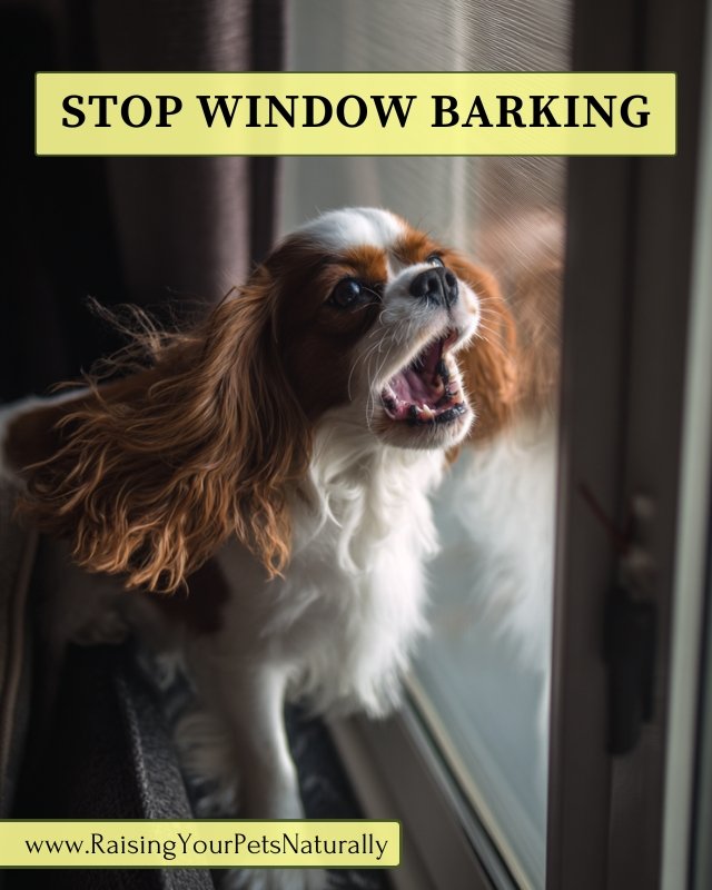 How to Stop Window Barking in Dogs Using Privacy Film And Training ...