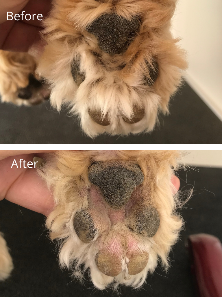 How to Trim Hair between Dog Paw Pads at Home: Easy Expert Tips - Dogs Quiz